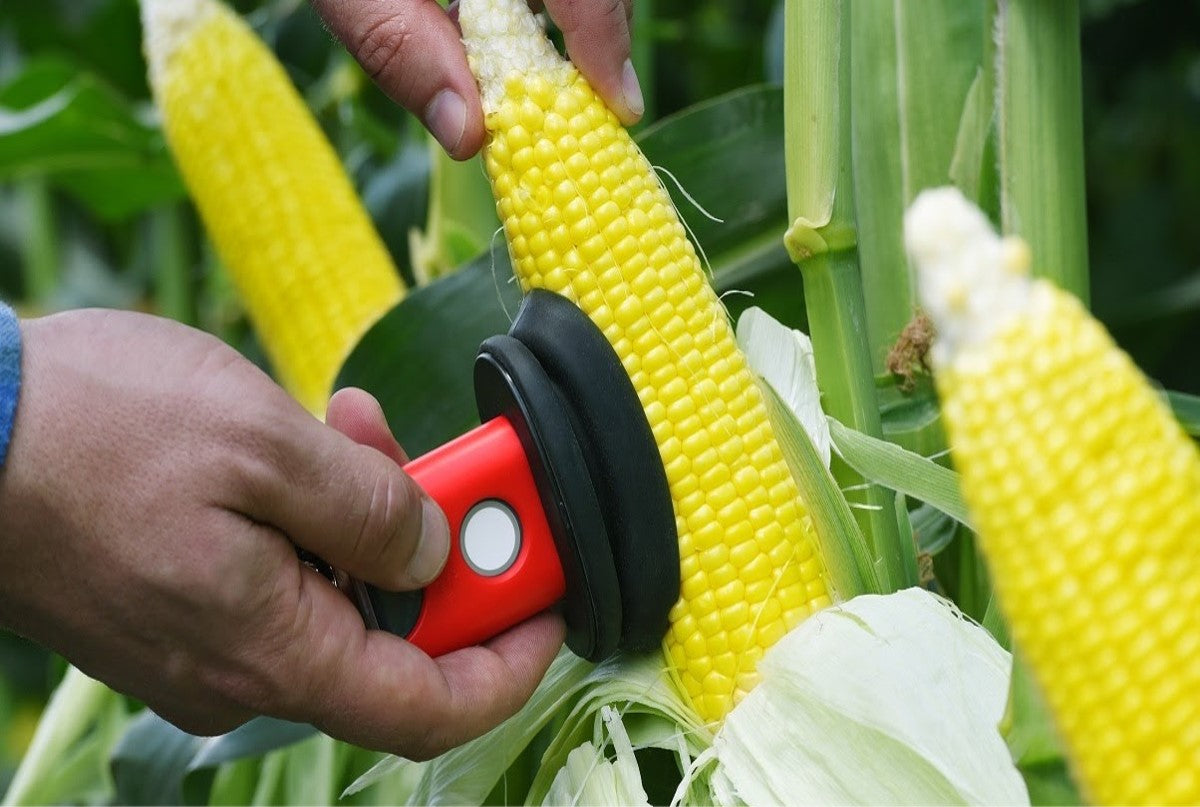 Corn on the Cob – SCIO