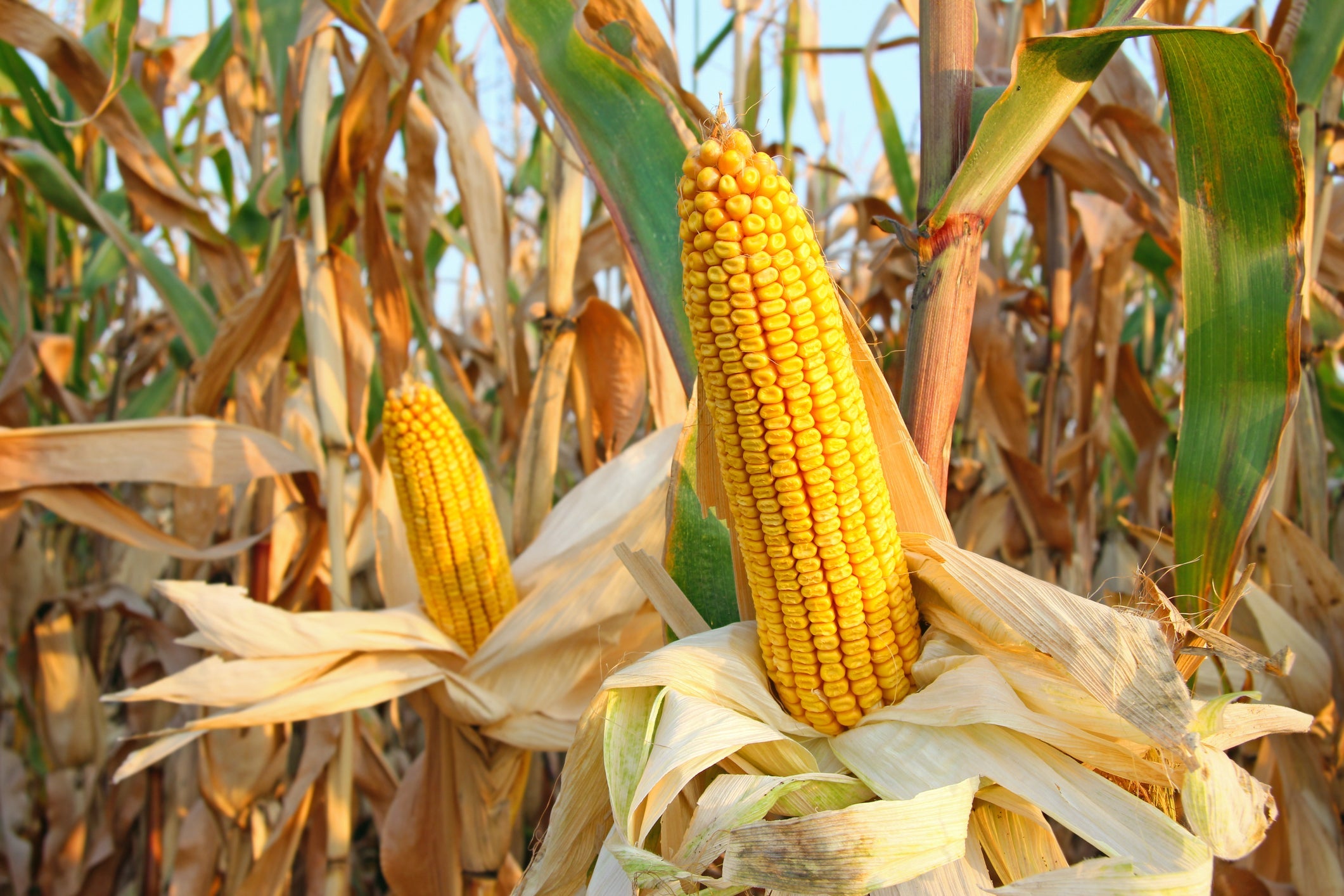 Pre-Harvest Corn Ear – SCIO