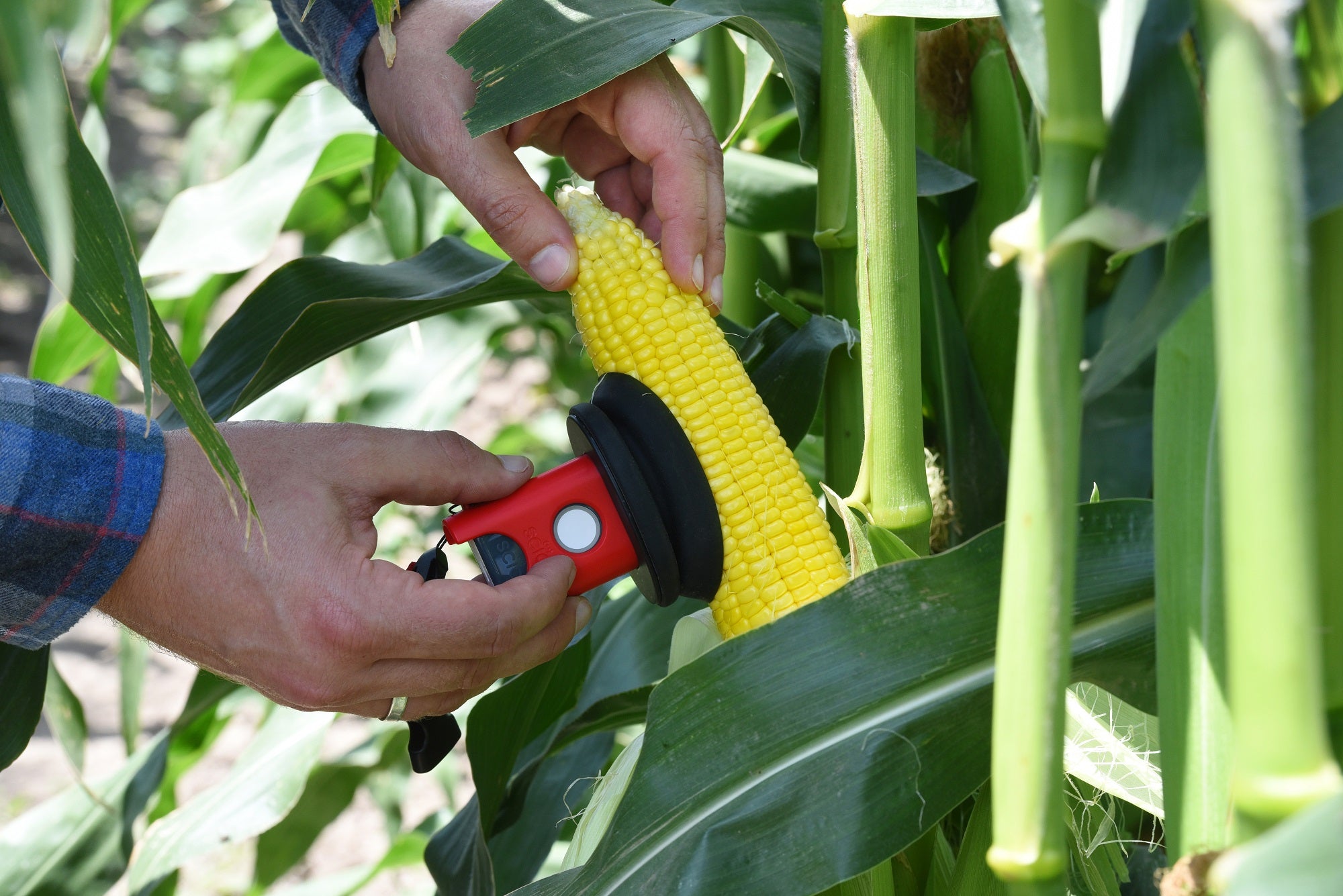 Corn on the Cob – SCIO